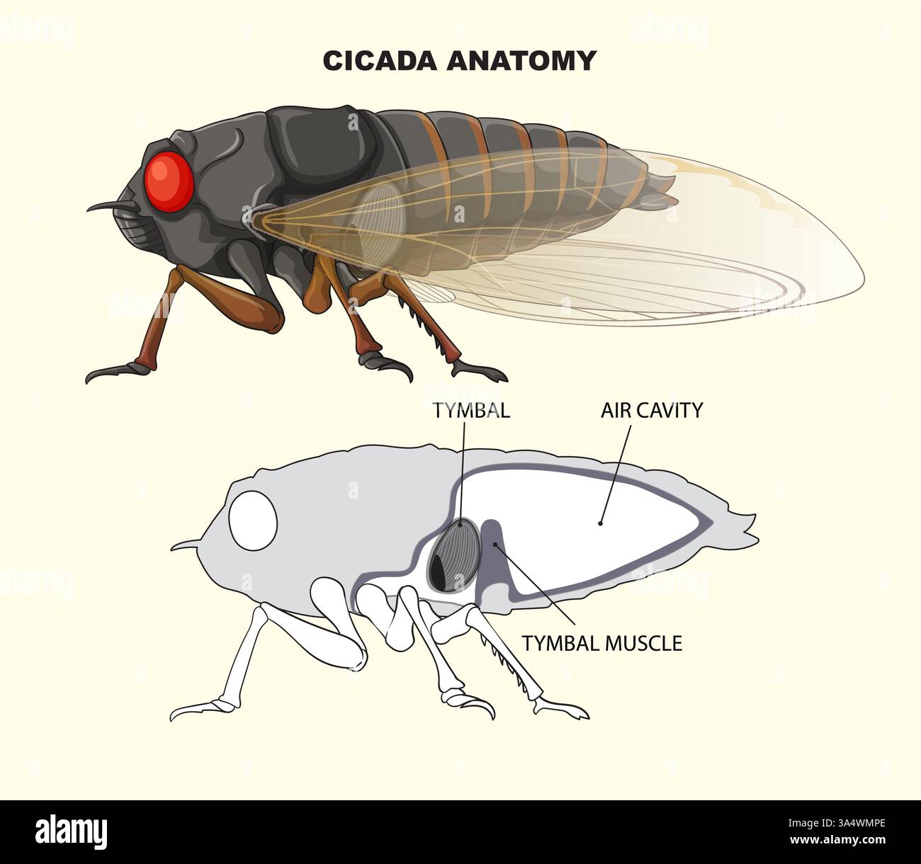 Illustration of cicada anatomy and sound-producing structures Stock ...