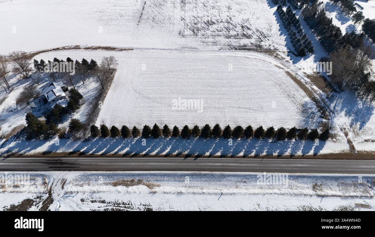 Aerial drone view above a coniferous tree windbreak on a property line ...