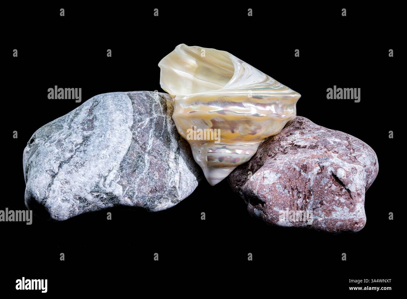 Beautiful pearlized wavy turban seashell, Astraea turbinicum ...