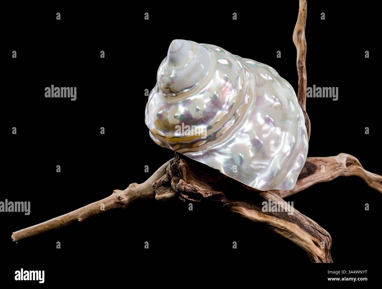 A Pearlized Wavy Turban Seashell Astraea turbanicum resting on a piece ...