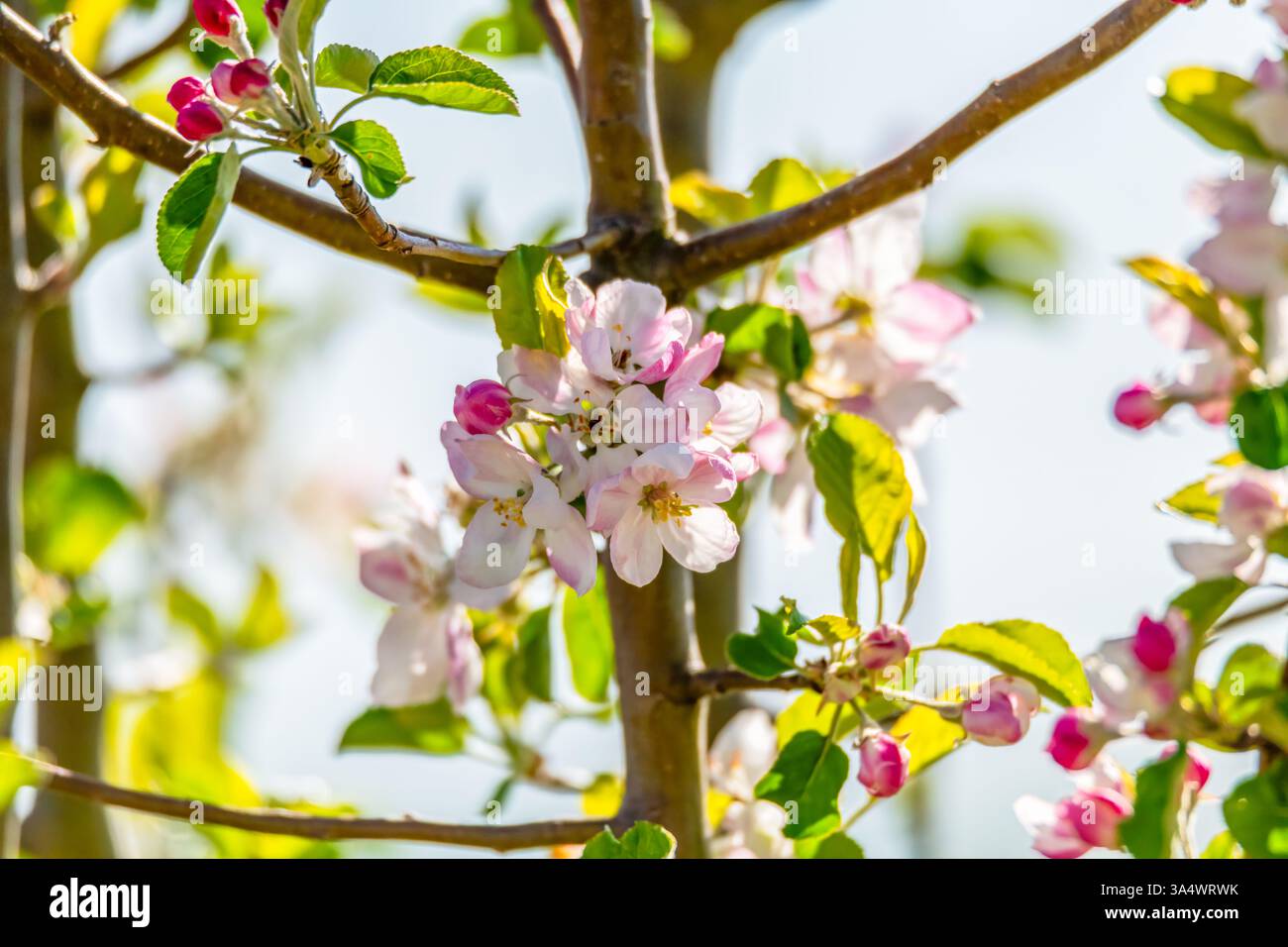 Pink blossoms on the tree in Spring at Blayney, NSW, Australia Stock ...