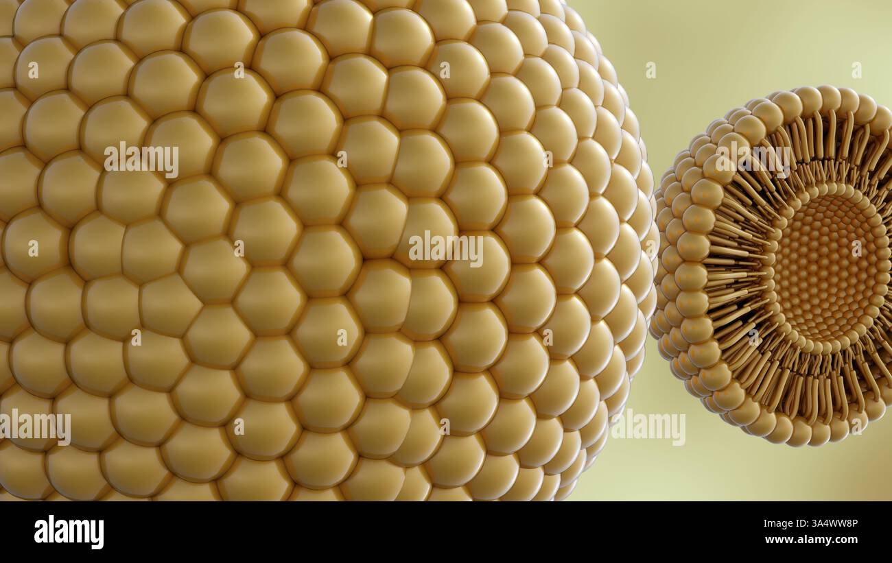 A 3D rendering of liposome in a cross-sectional, revealing its internal ...