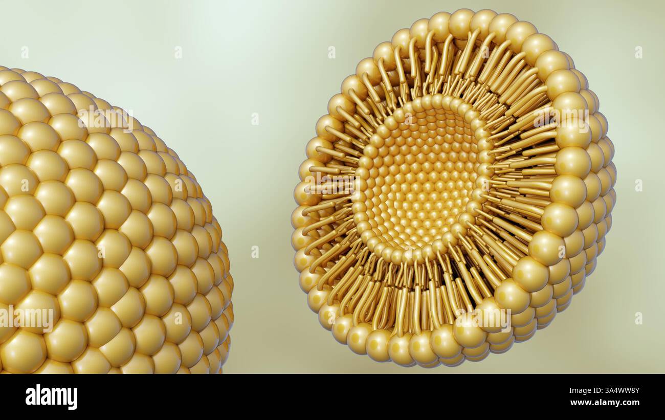 A 3D rendering of liposome in a cross-sectional, revealing its internal ...