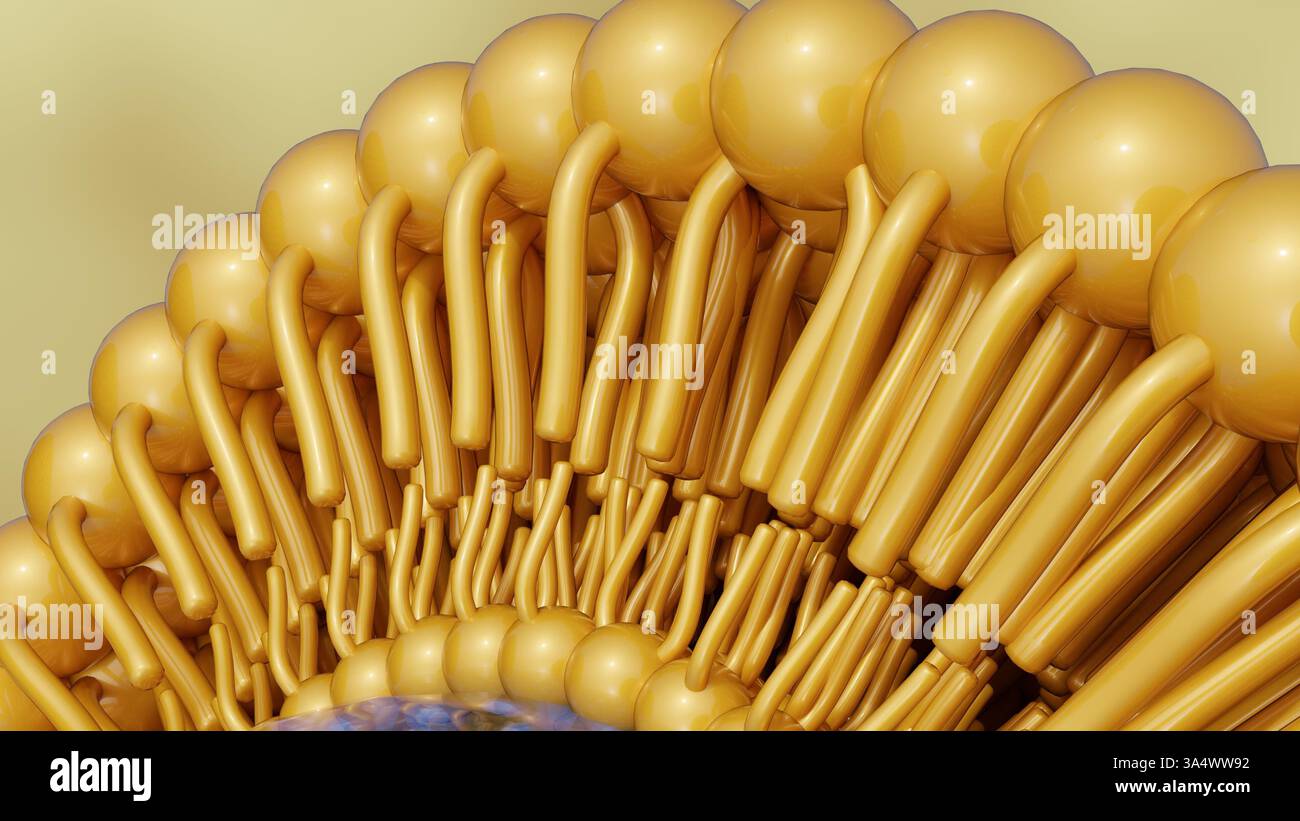 A 3D rendering of liposome in a cross-sectional, revealing its internal ...
