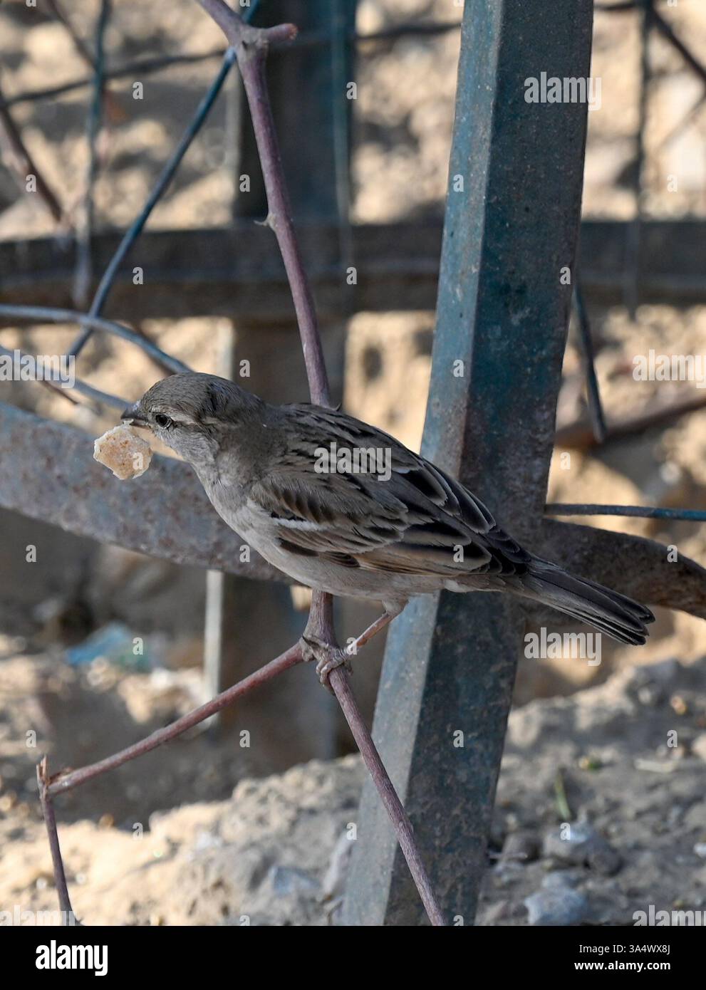 NOIDA, INDIA - MARCH 19: View of a sparrow sitting on a tree trunk in ...