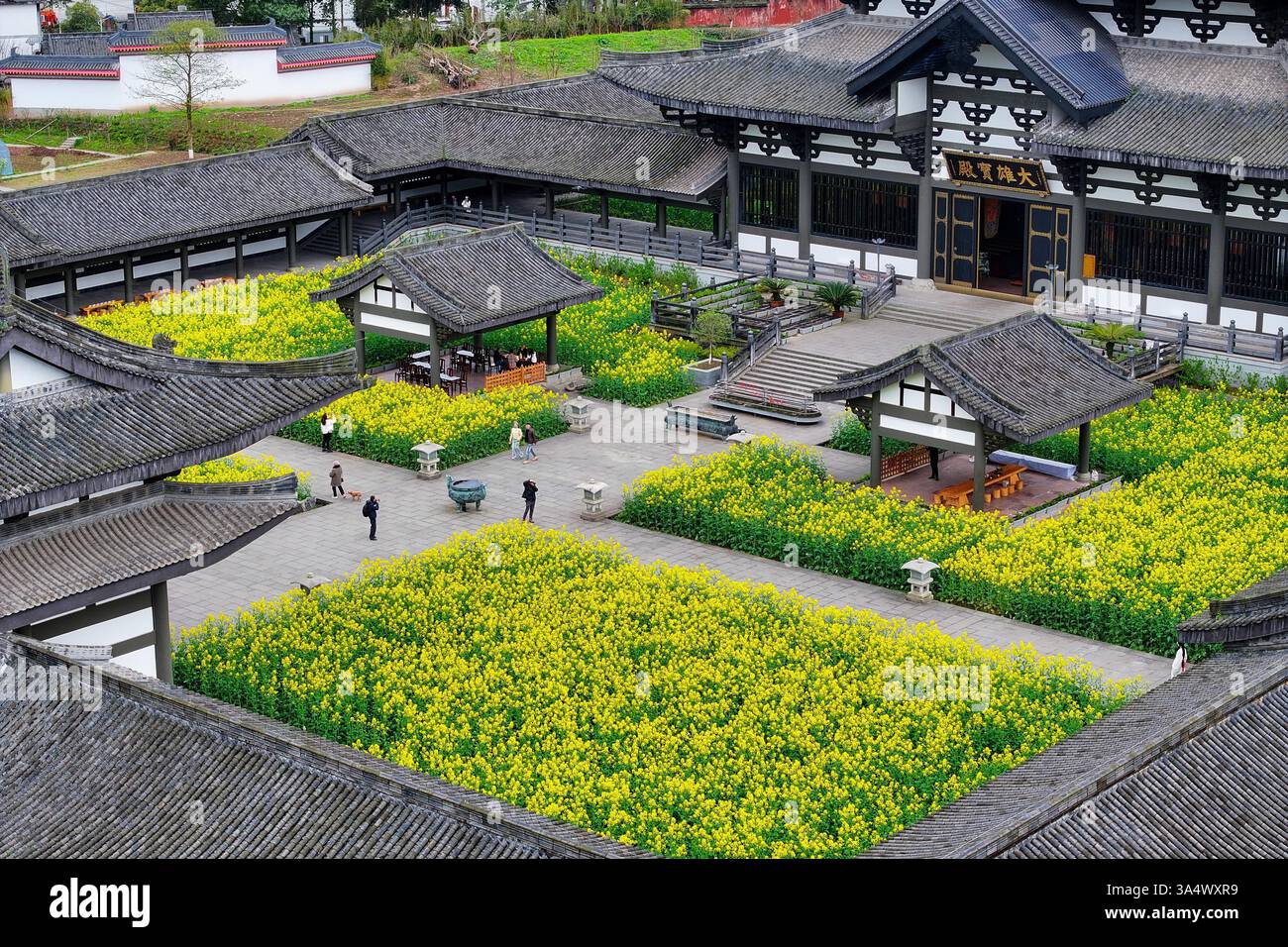 **CHINESE MAINLAND, HONG KONG, MACAU AND TAIWAN OUT** Rapeseed flowers ...