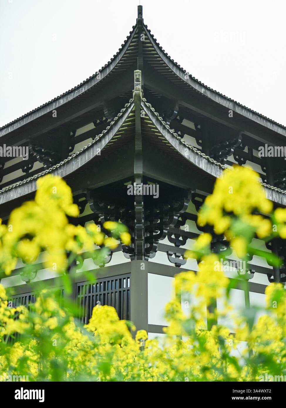 **CHINESE MAINLAND, HONG KONG, MACAU AND TAIWAN OUT** Rapeseed flowers ...
