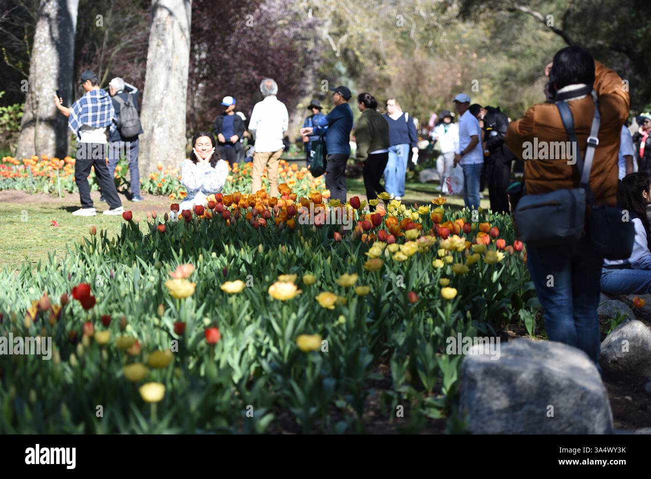 Los Angeles,USA.18th March 2025. Tourists enjoy spring scenery among ...