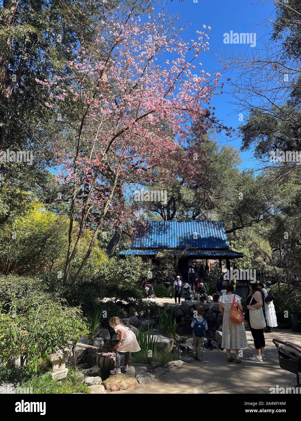Los Angeles,USA.18th March 2025. Tourists enjoy spring scenery among ...