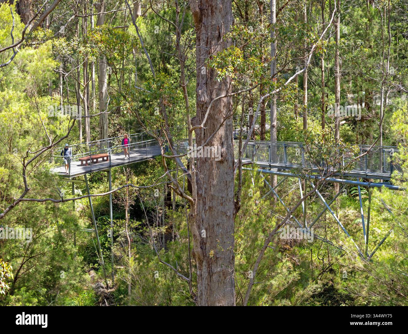 Forest tree top top hi-res stock photography and images - Alamy