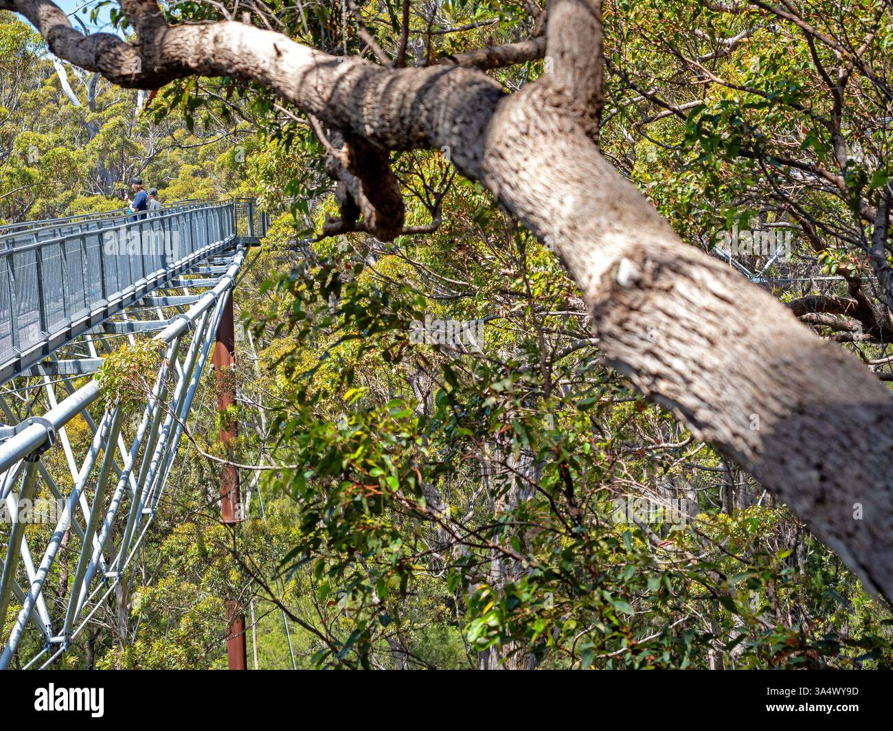 Valley of the Giants Tree Top Walk Stock Photo - Alamy