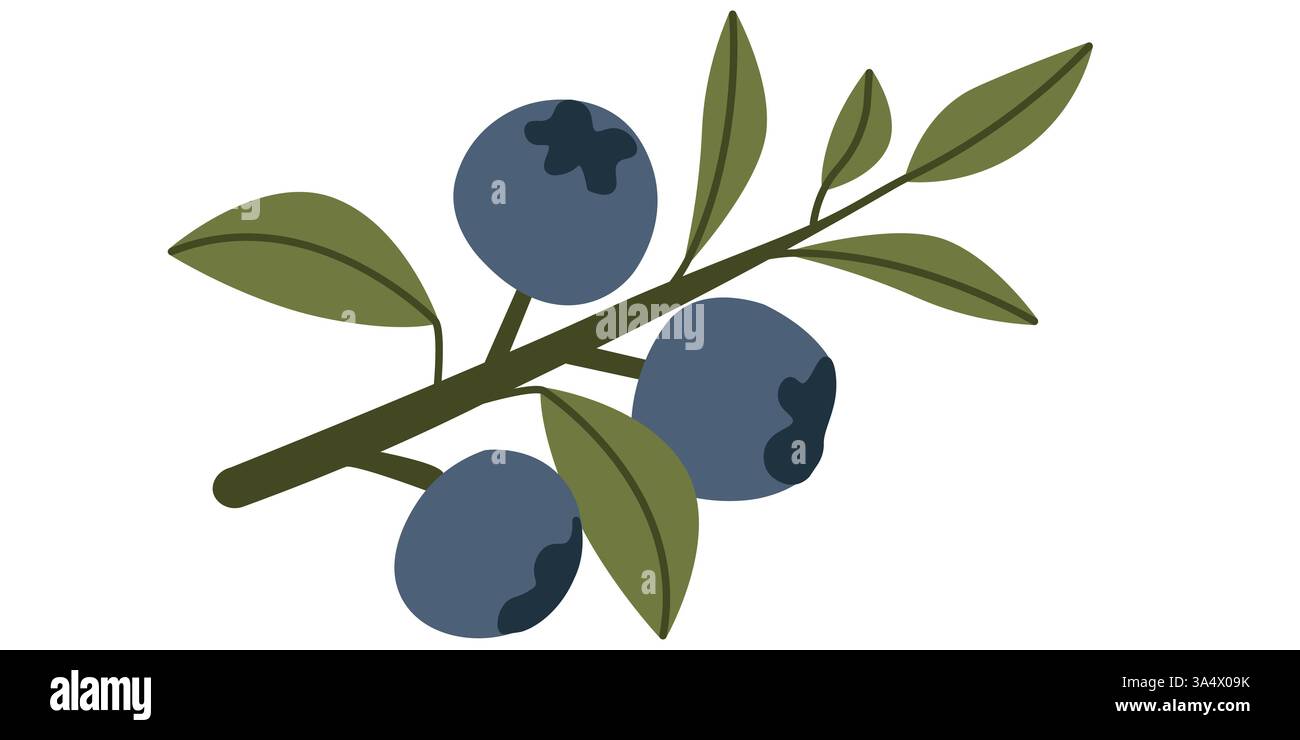 Illustration of a Blueberry Branch with Leaves in a Minimalist Style ...