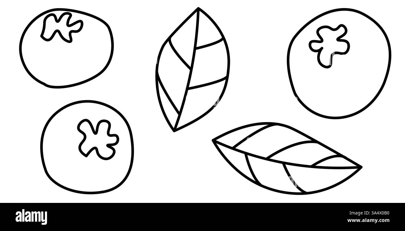 Outlined Illustrations of Berries and Leaves With Simple Artistic ...