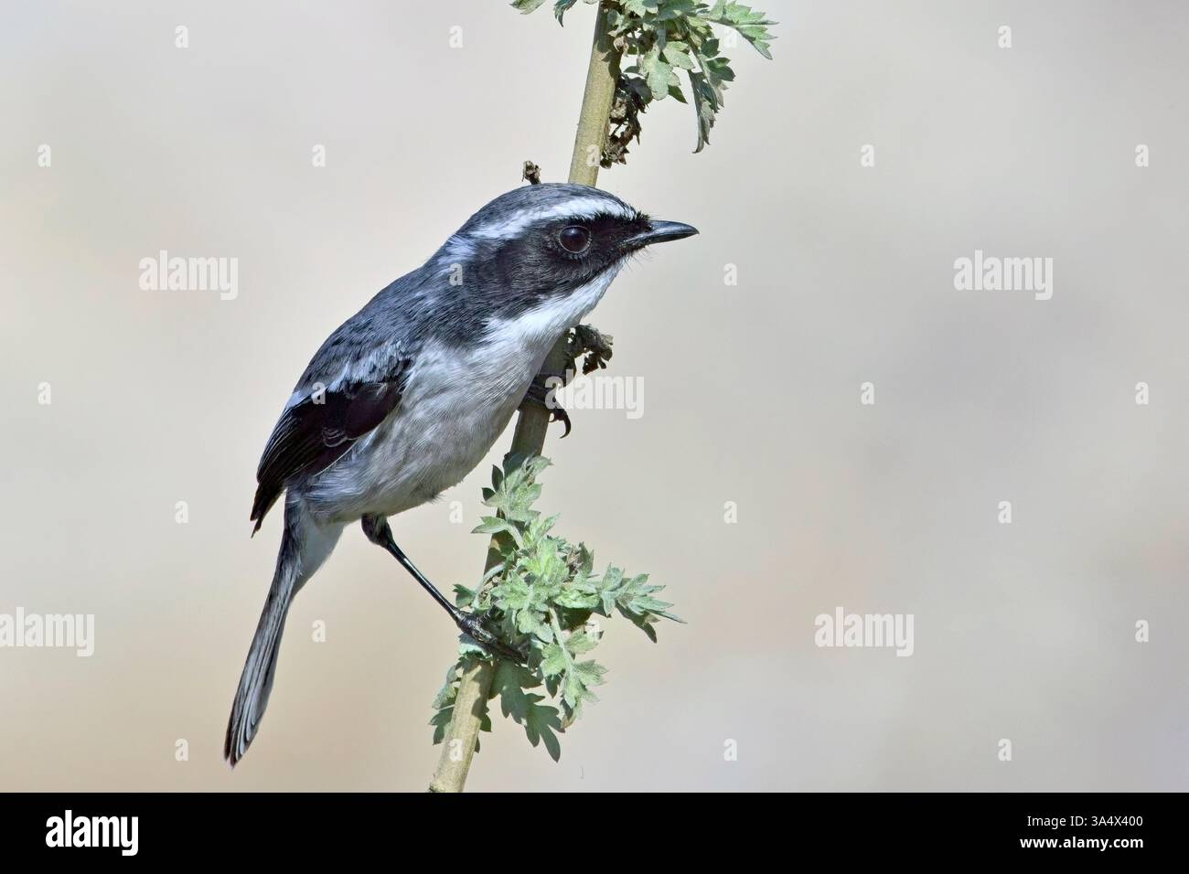 Grey Bush Chat, (Saxicola ferreus) male perched on a plant stem at the ...