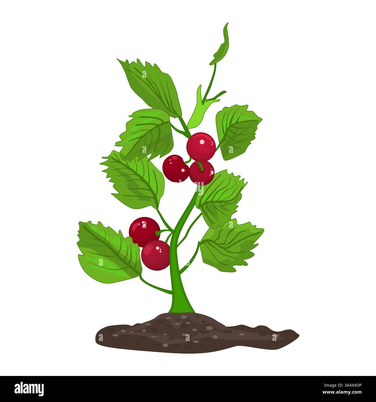Plant with berry. Stem with leaves and berries. Wildlife or garden ...