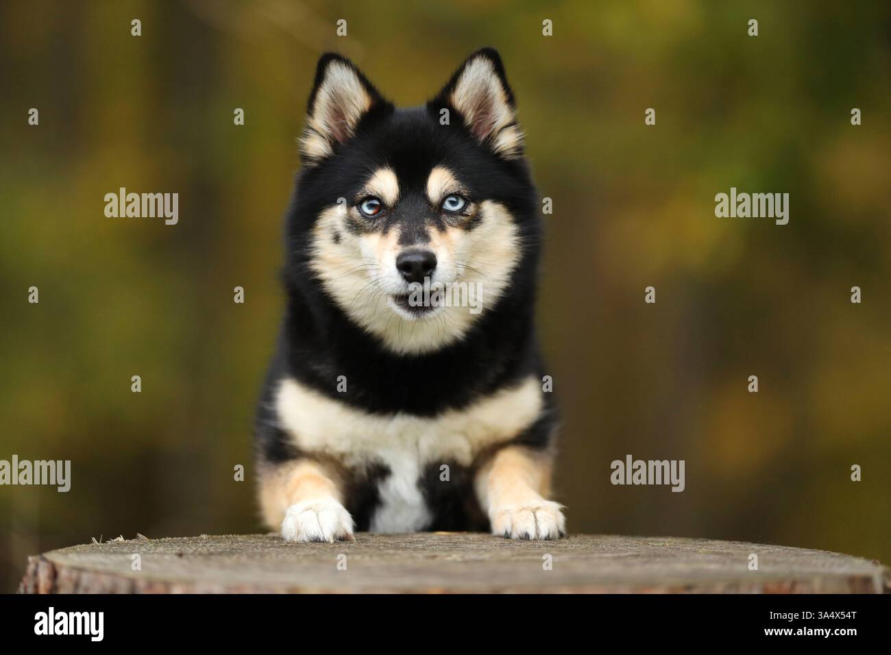 Pomsky dog hi-res stock photography and images - Alamy