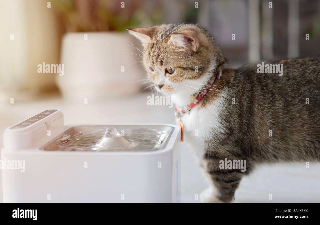 Cat with automatic water dispenser. Modern smart drinker for pet ...