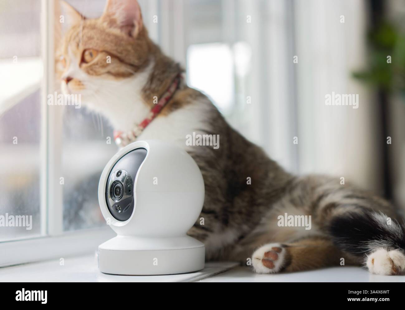 Smart House CCTV Security Camera with pet concept. Close up Modern CCTV ...