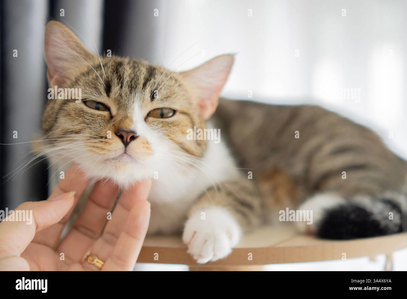 Happy cat is pleased with hand stroking. Tender relationship and bond ...