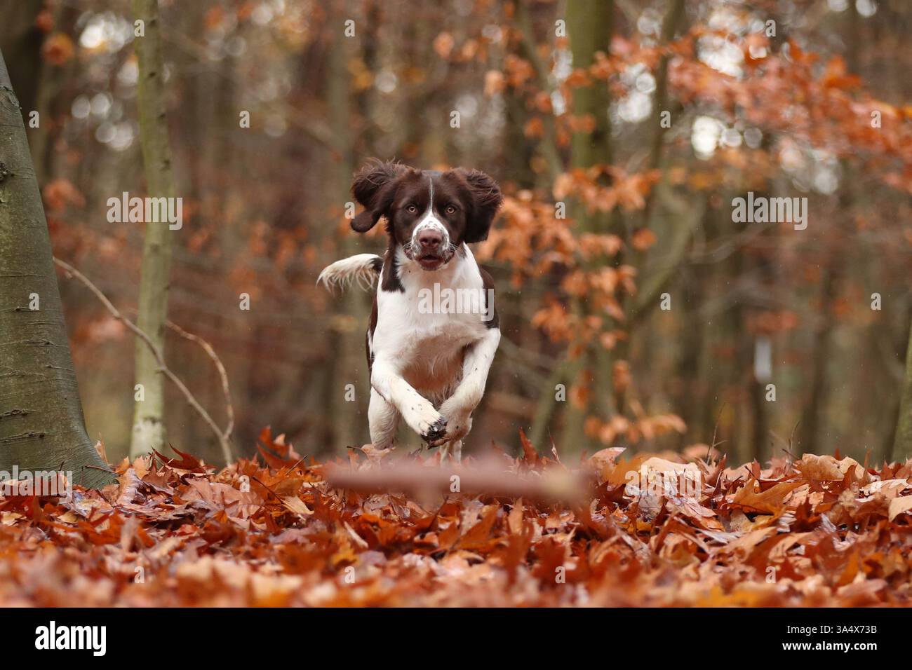 Dutch partridge dog Stock Photo - Alamy