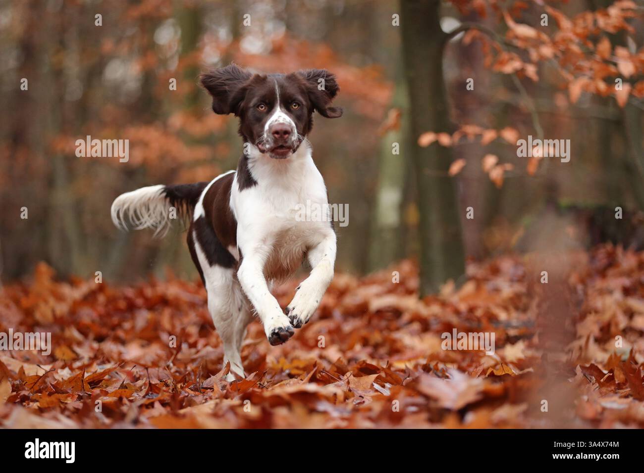 Dutch partridge dog Stock Photo - Alamy