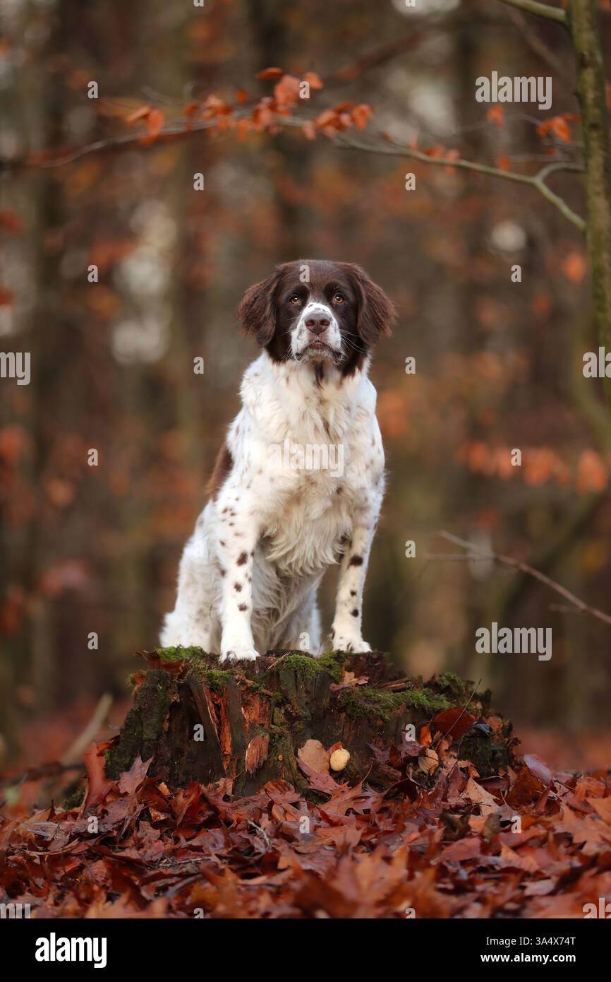 Dutch partridge dog Stock Photo - Alamy