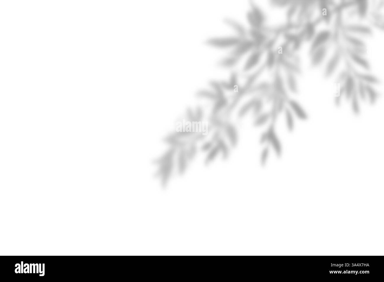 Shadow of leaf overlay on white texture background. Use for decorative ...