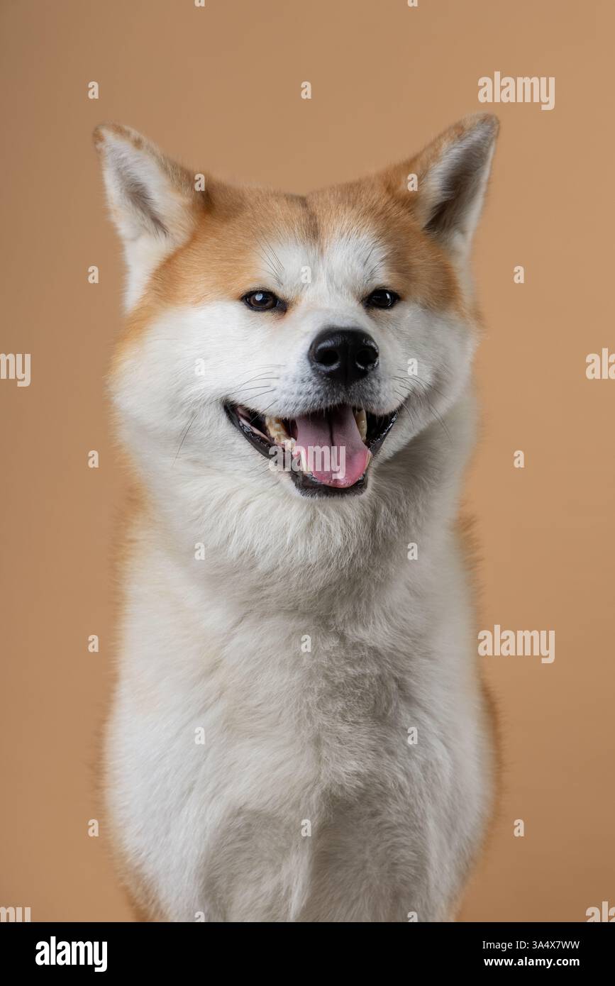 Adorable akita puppy happily sits hi-res stock photography and images ...