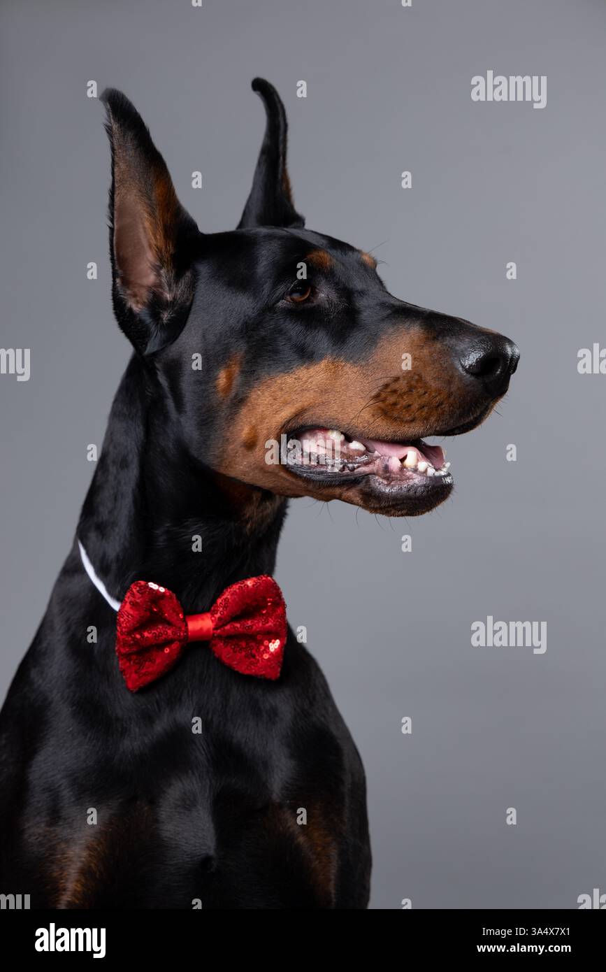 A majestic Doberman with a shiny black coat and tan markings wears a ...