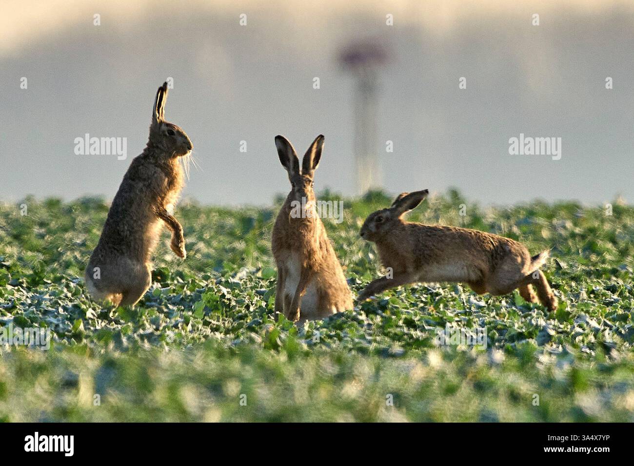 Hares play on a field in the outskirts of Frankfurt, Germany, Thursday ...