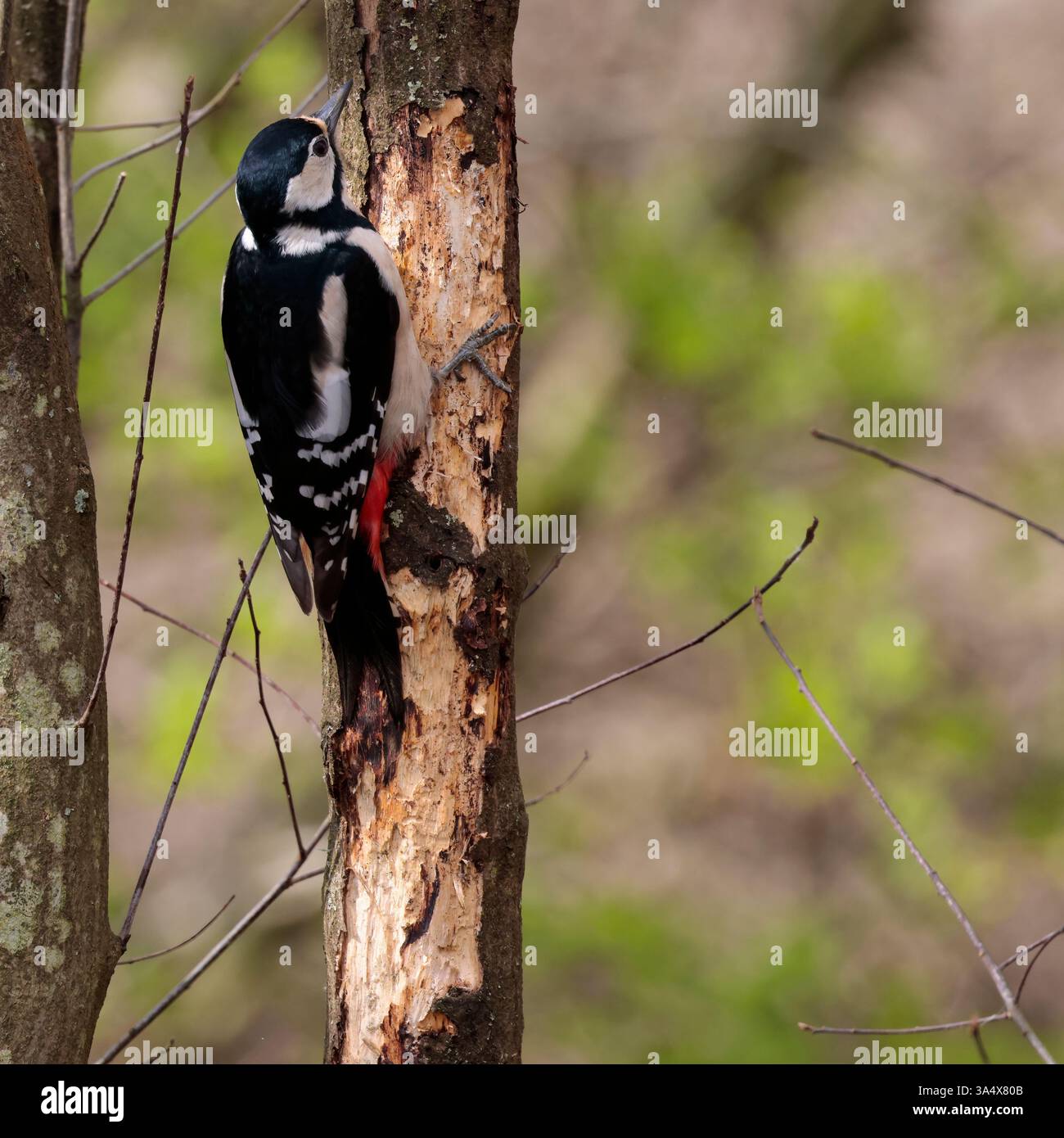 Great spotted woodpecker Dendrocopus major, female bird in tree with ...