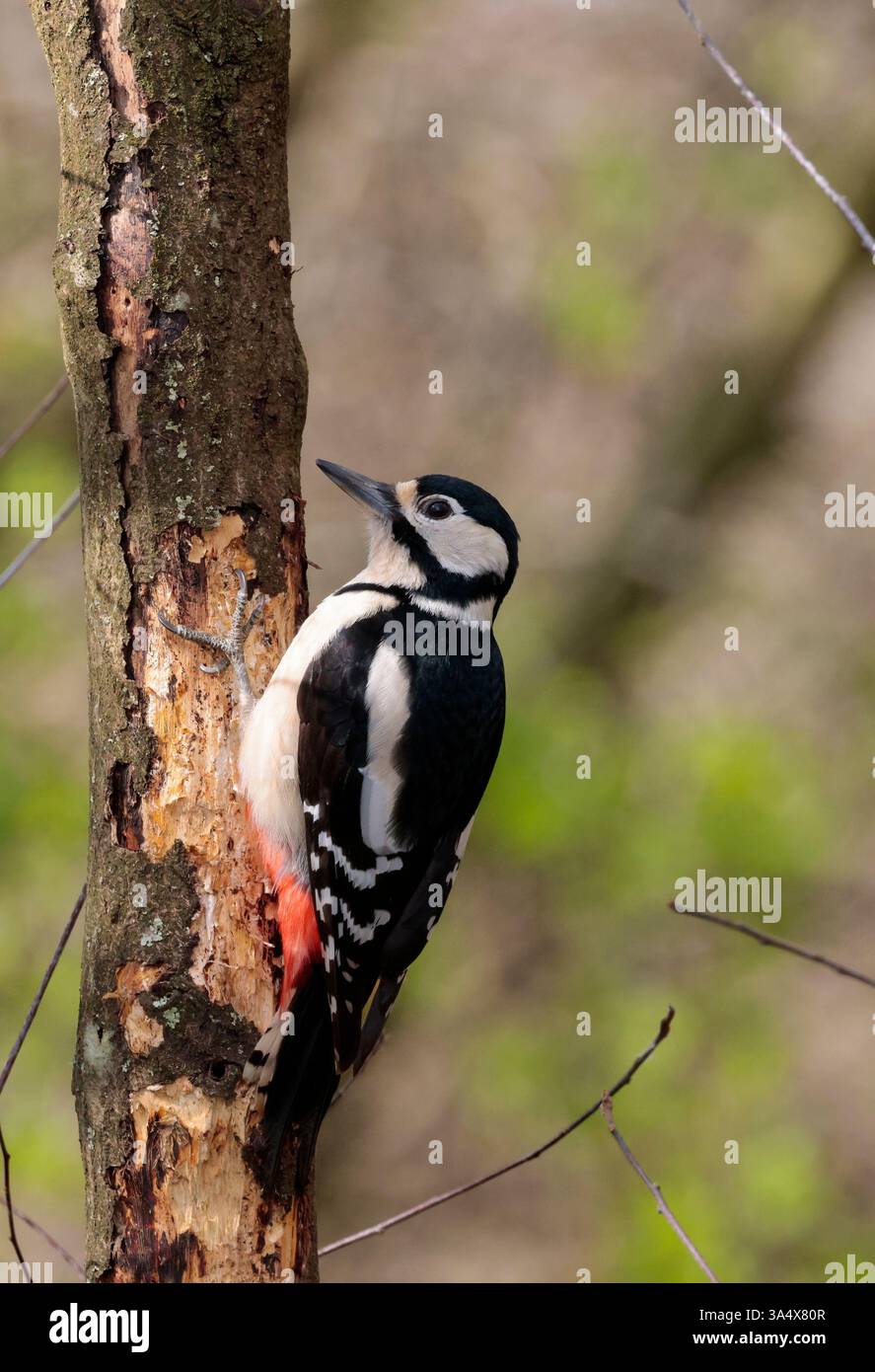 Great spotted woodpecker Dendrocopus major, female bird in tree with ...