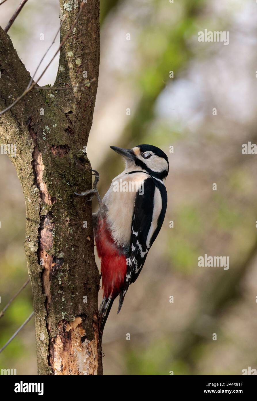 Great spotted woodpecker Dendrocopus major, female bird in tree with ...
