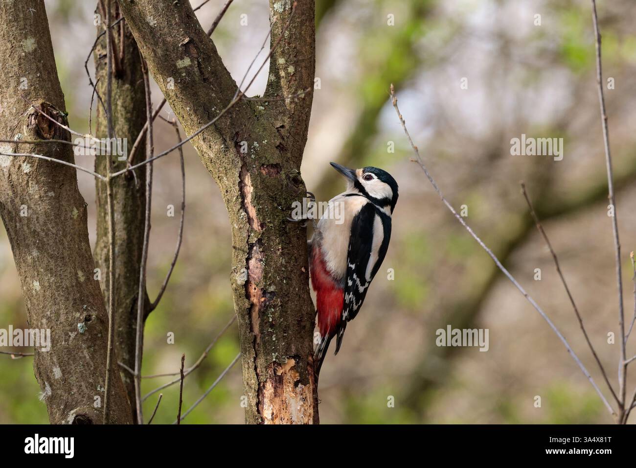 Great spotted woodpecker Dendrocopus major, female bird in tree with ...