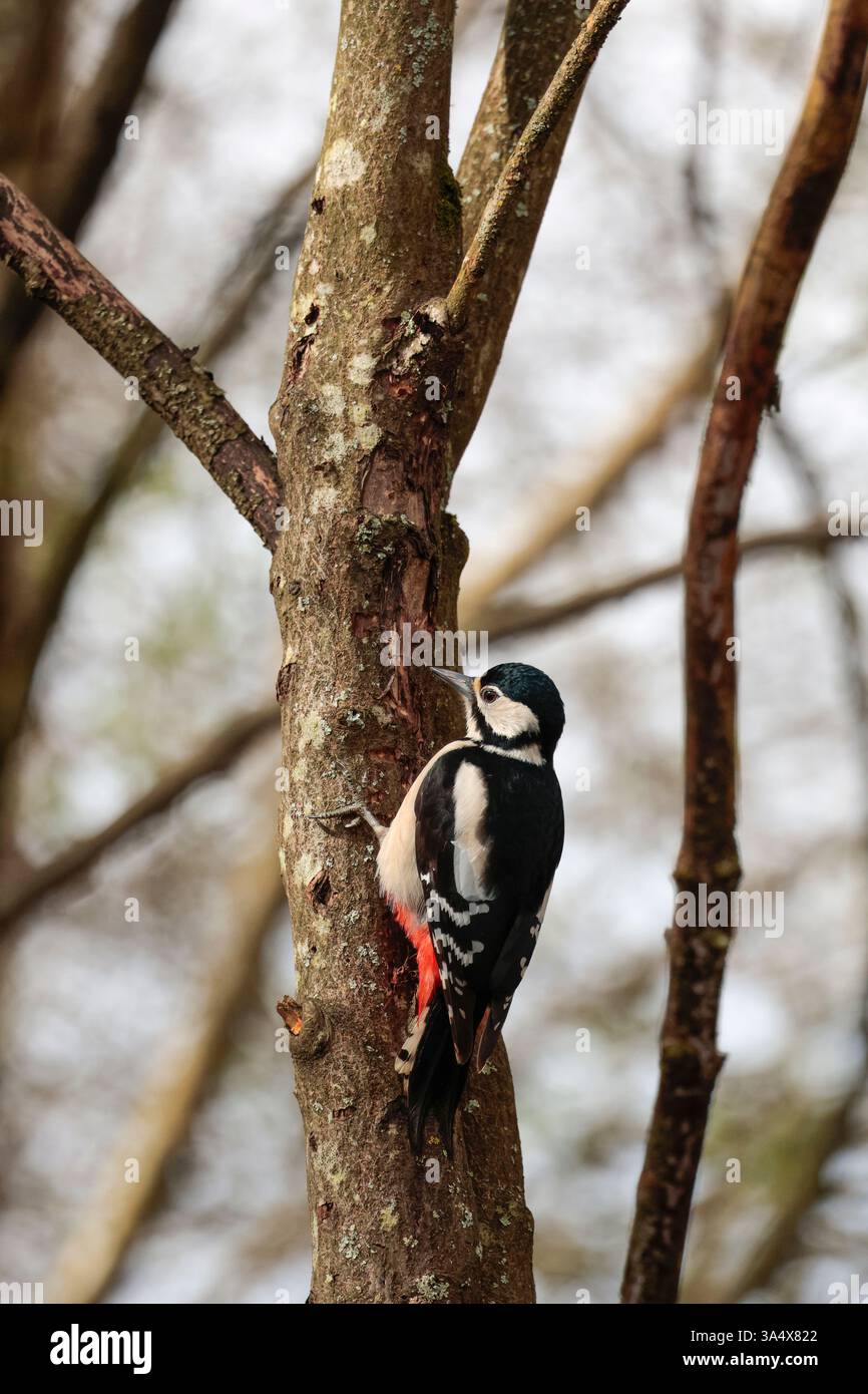 Great spotted woodpecker Dendrocopus major, female bird in tree with ...