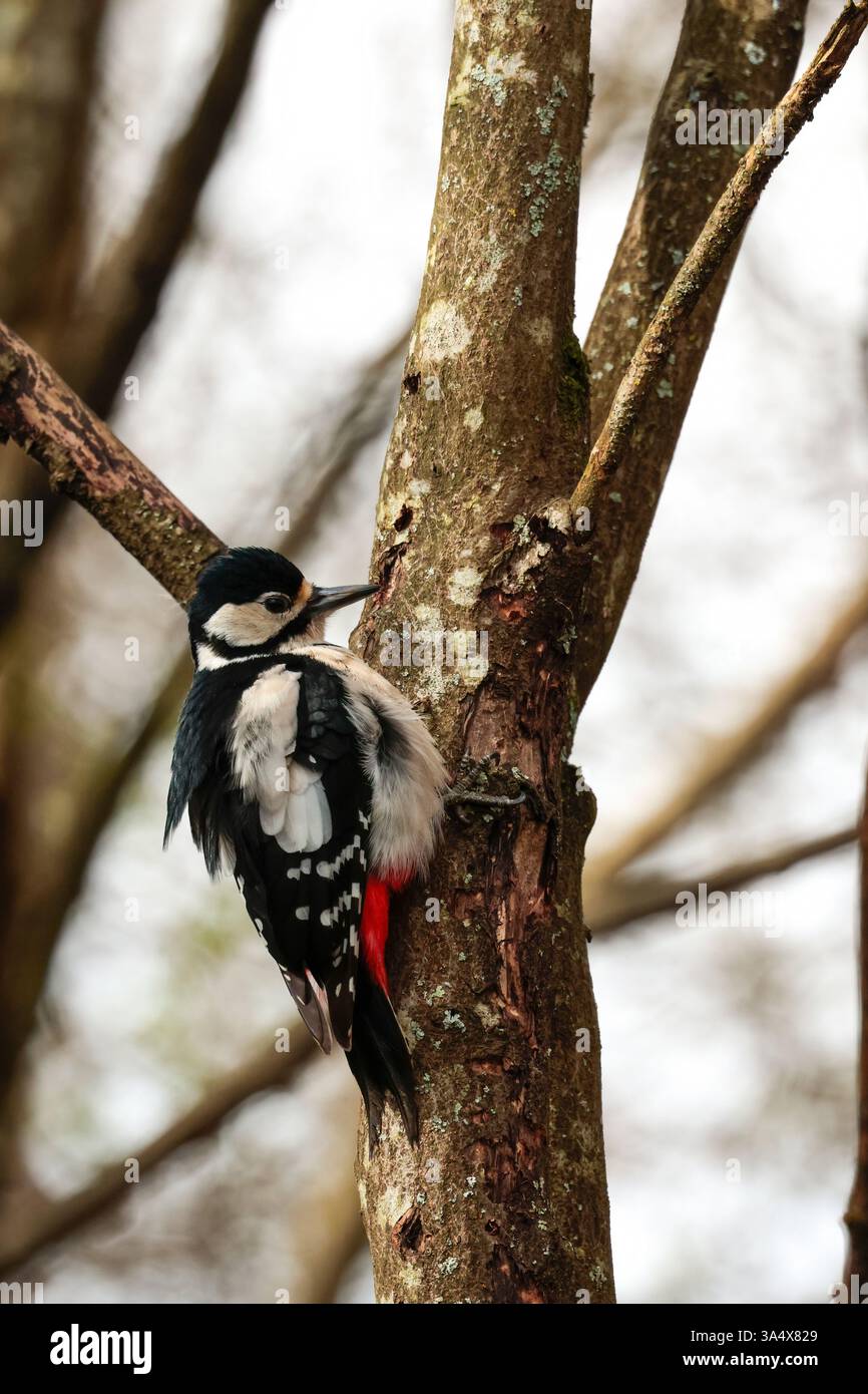 Great spotted woodpecker Dendrocopus major, female bird in tree with ...