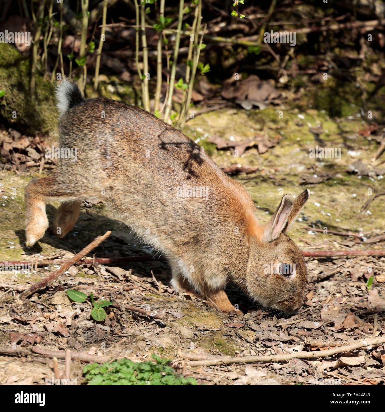 White small feeding rabbit hi-res stock photography and images - Alamy