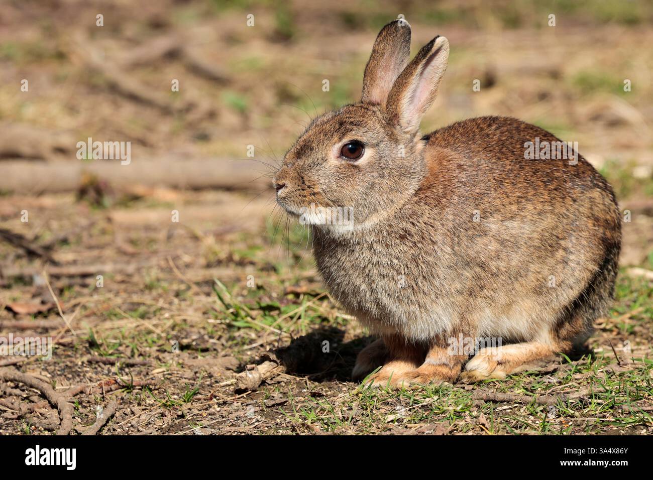 Rabbit Oryctolagus cunniculus, long ears small white tail long back ...