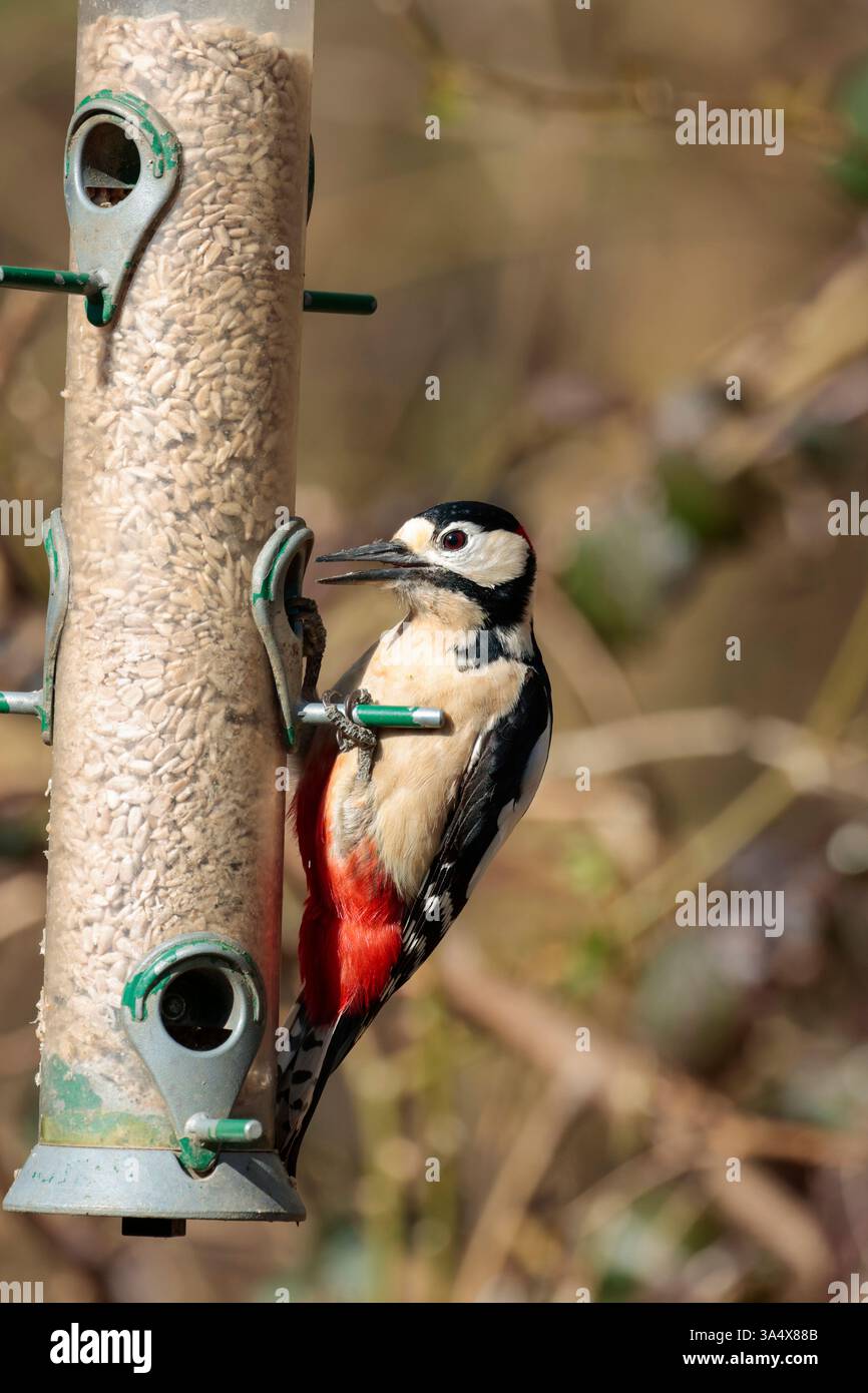 Great spotted woodpecker Dendrocopus major, female bird in tree with ...