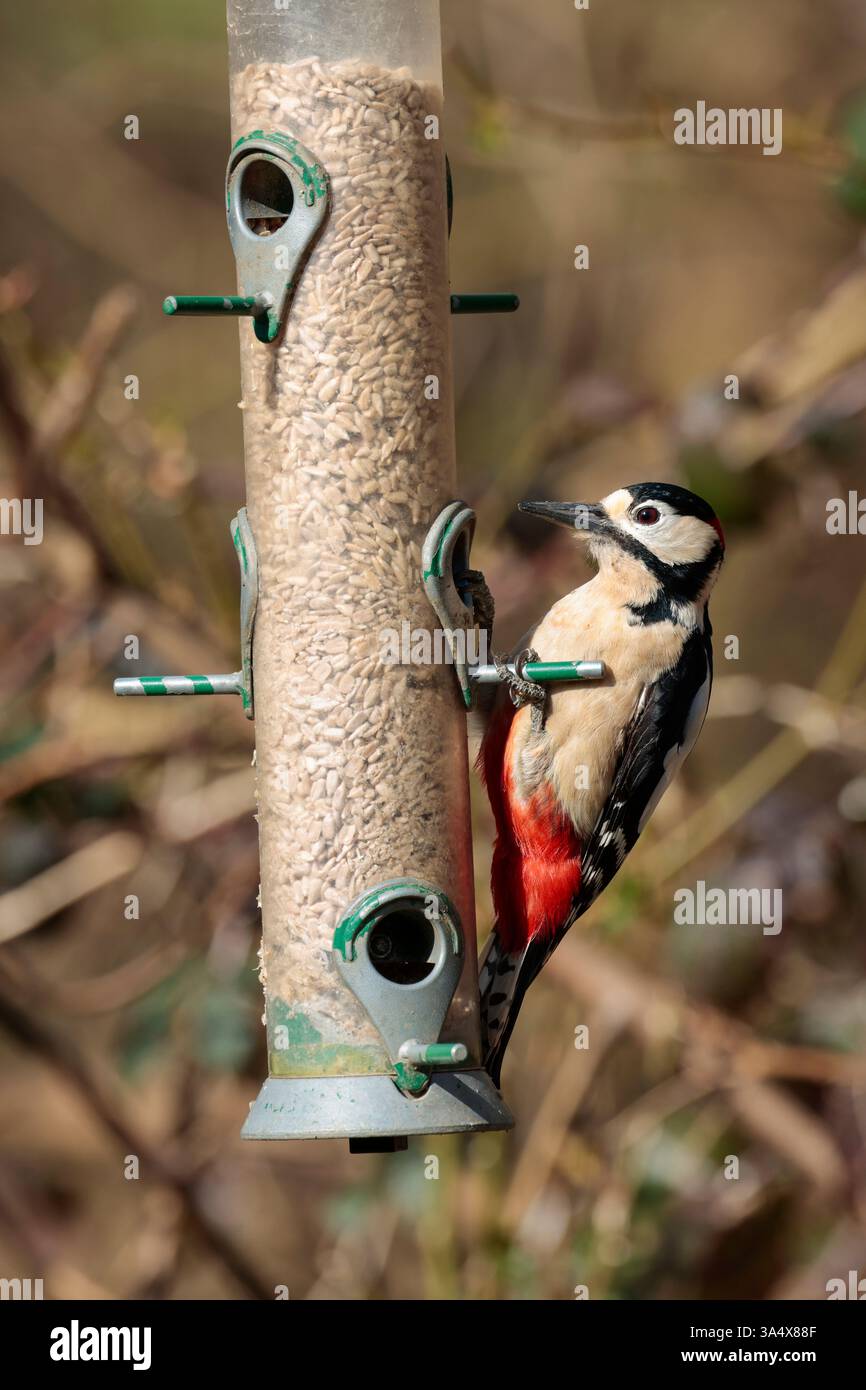 Great spotted woodpecker Dendrocopus major, female bird in tree with ...
