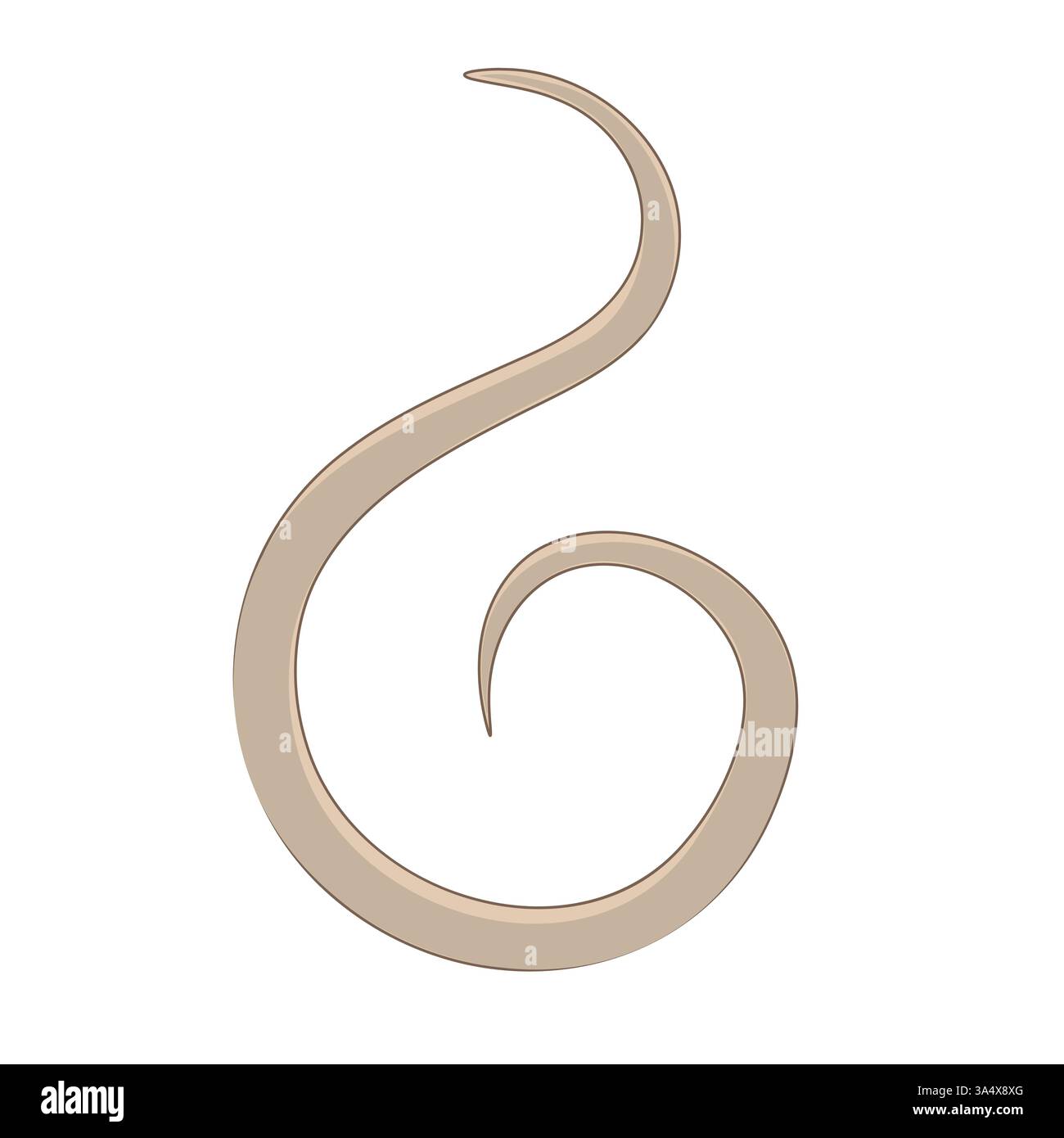 Elegant spiral helminth ,on white background Stock Vector Image & Art ...