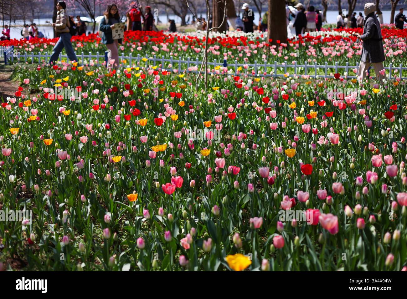 **CHINESE MAINLAND, HONG KONG, MACAU AND TAIWAN OUT** Tulip flowers ...