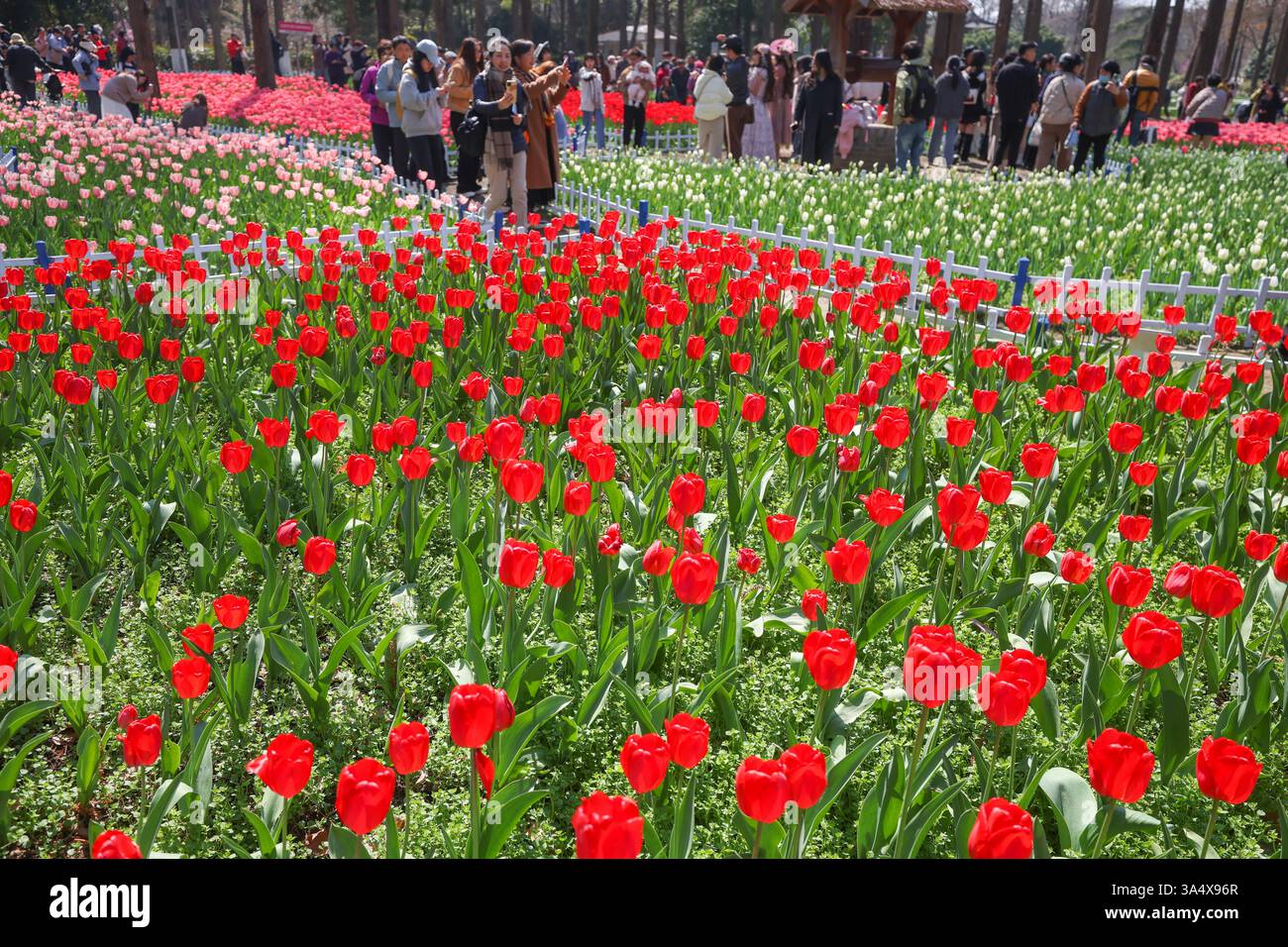 **CHINESE MAINLAND, HONG KONG, MACAU AND TAIWAN OUT** Tulip flowers ...