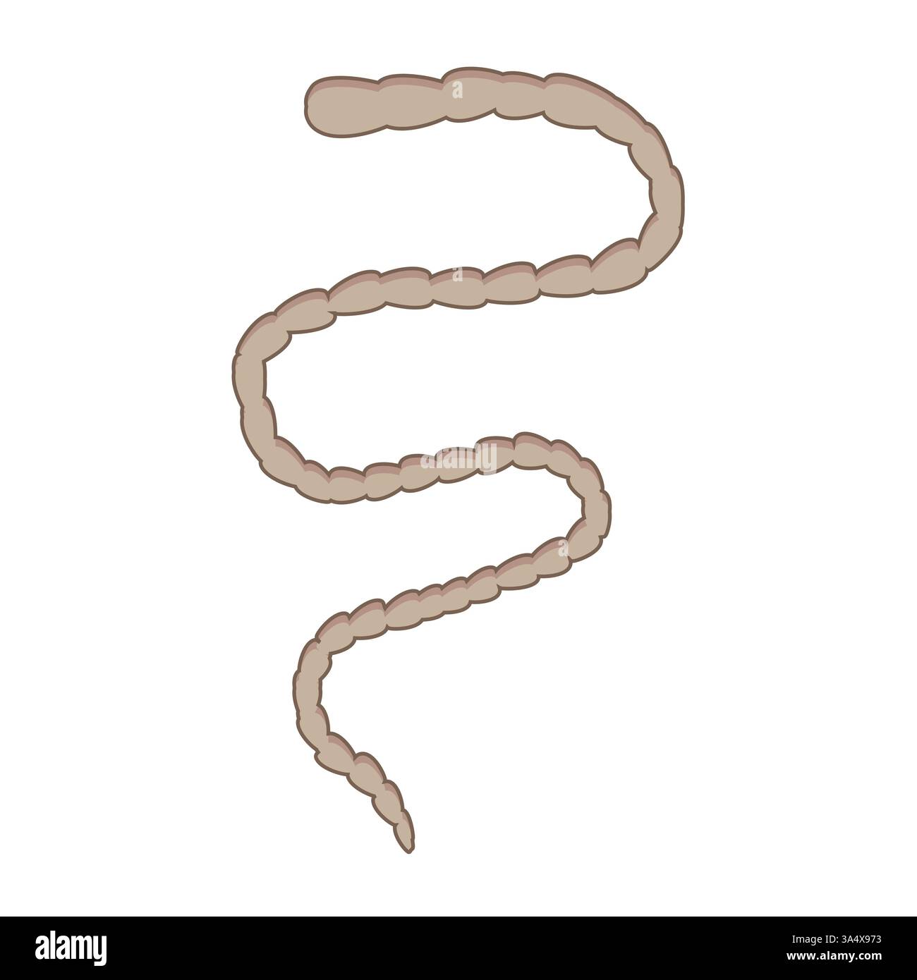 Vector illustration of a stylized tapeworm with segmented body on white ...