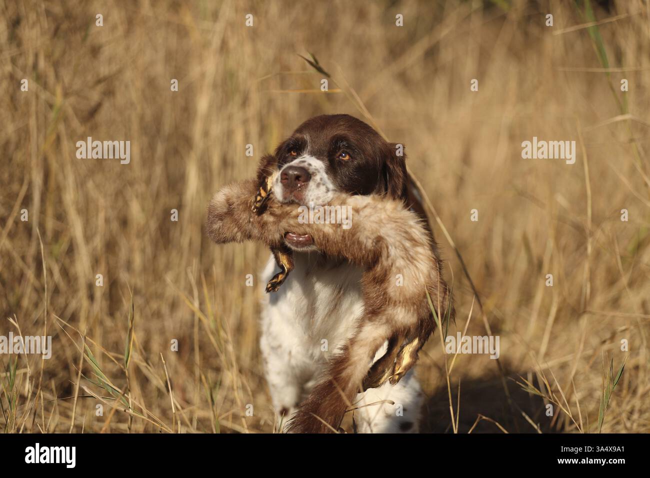 Dutch Partridge Dog Stock Photo - Alamy