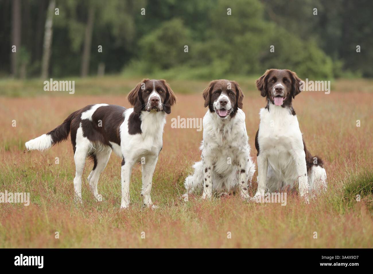 Dutch Partridge Dog Stock Photo - Alamy