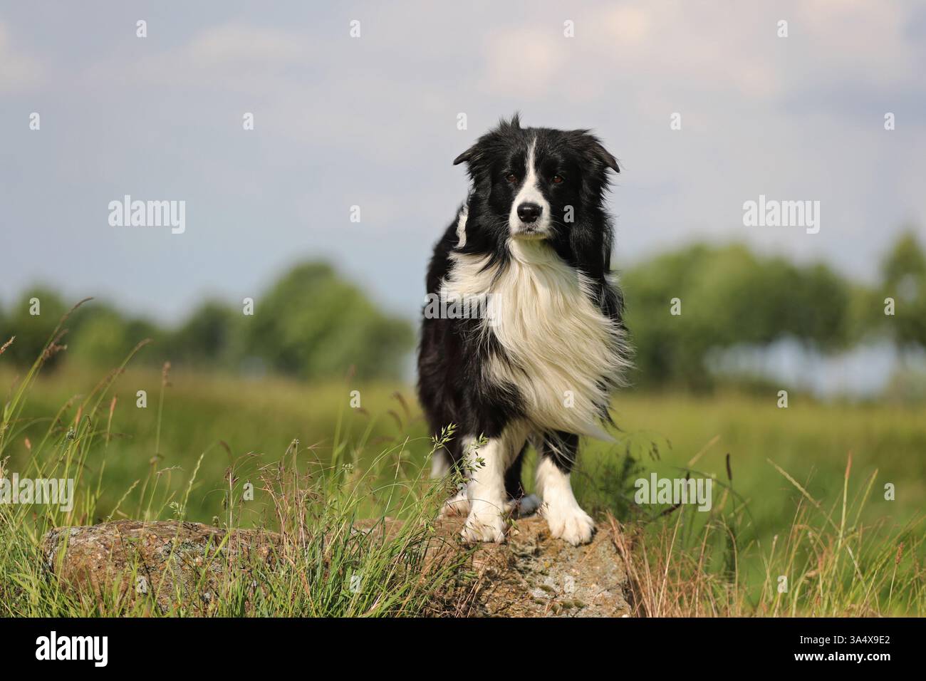 black-white Border Collie Stock Photo - Alamy