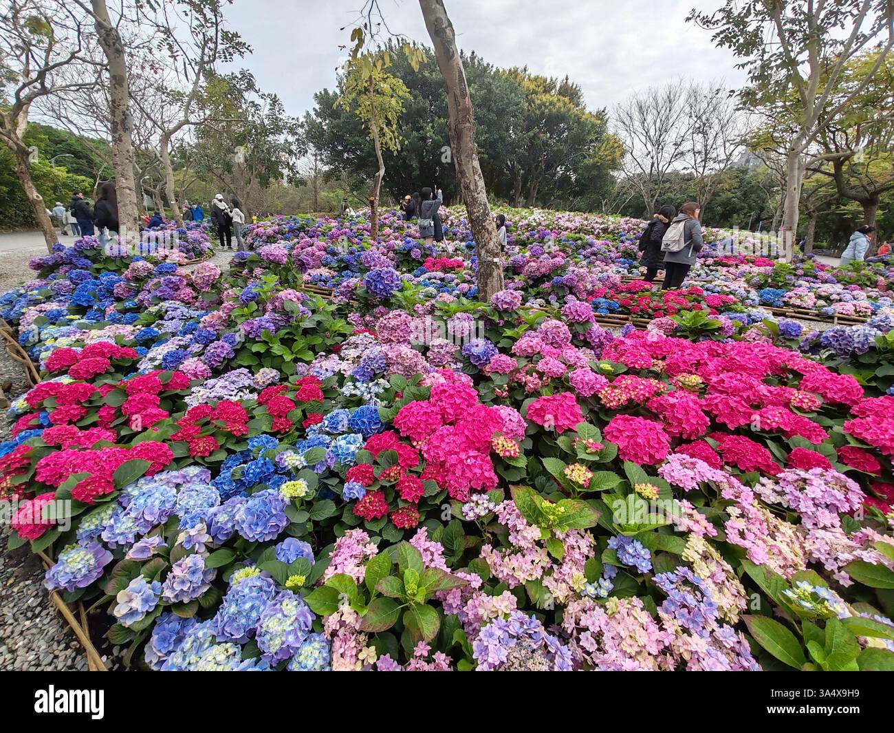 **CHINESE MAINLAND, HONG KONG, MACAU AND TAIWAN OUT** Spring flowers ...