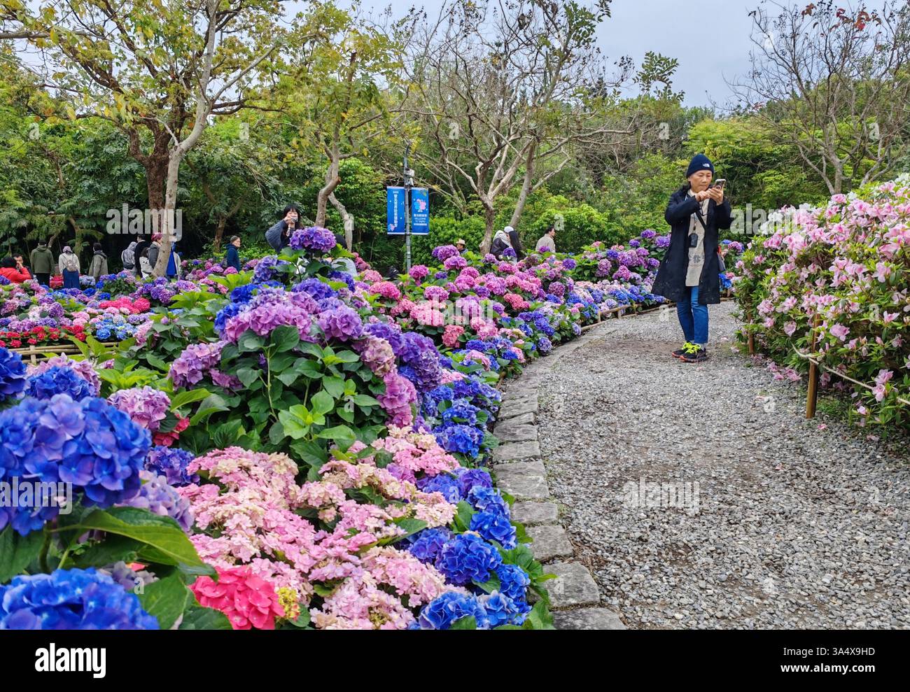 **CHINESE MAINLAND, HONG KONG, MACAU AND TAIWAN OUT** Spring flowers ...
