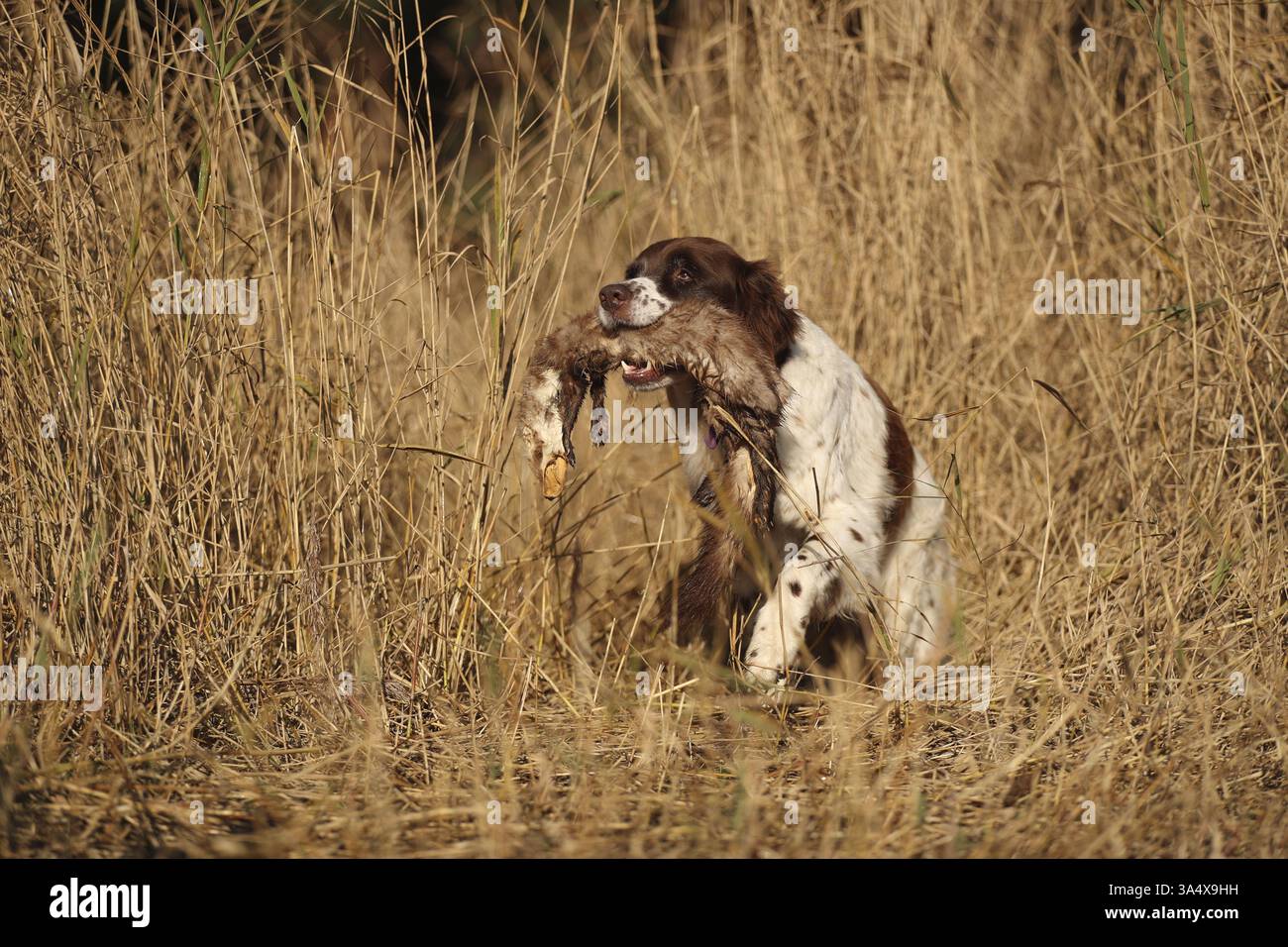 Dutch Partridge Dog Stock Photo - Alamy